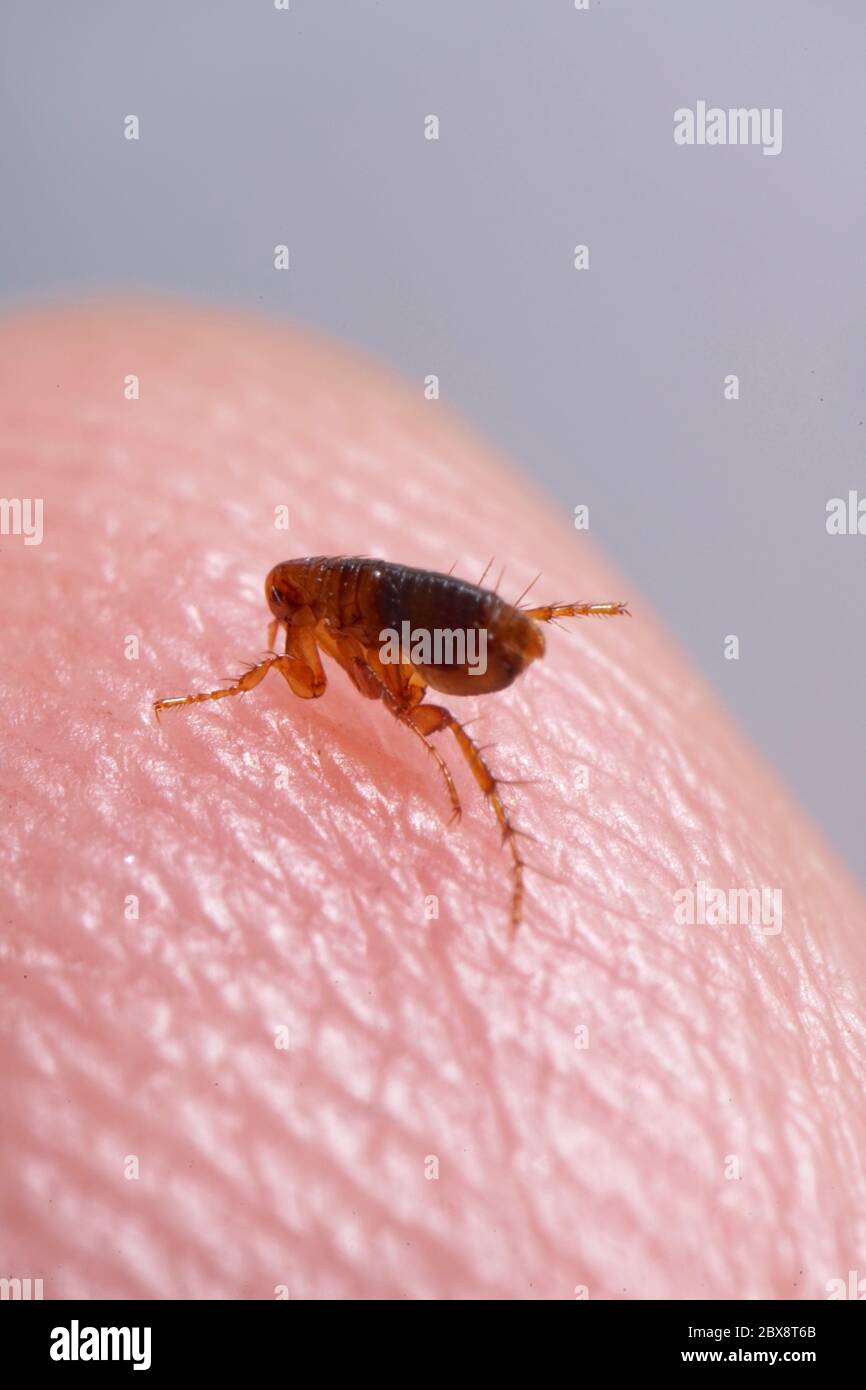 Flöhe springen -Fotos und -Bildmaterial in hoher Auflösung – Alamy