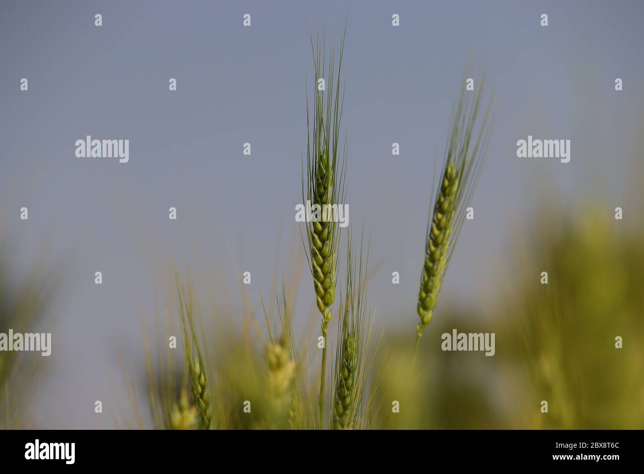 Die weizenpflanze -Fotos und -Bildmaterial in hoher Auflösung – Alamy