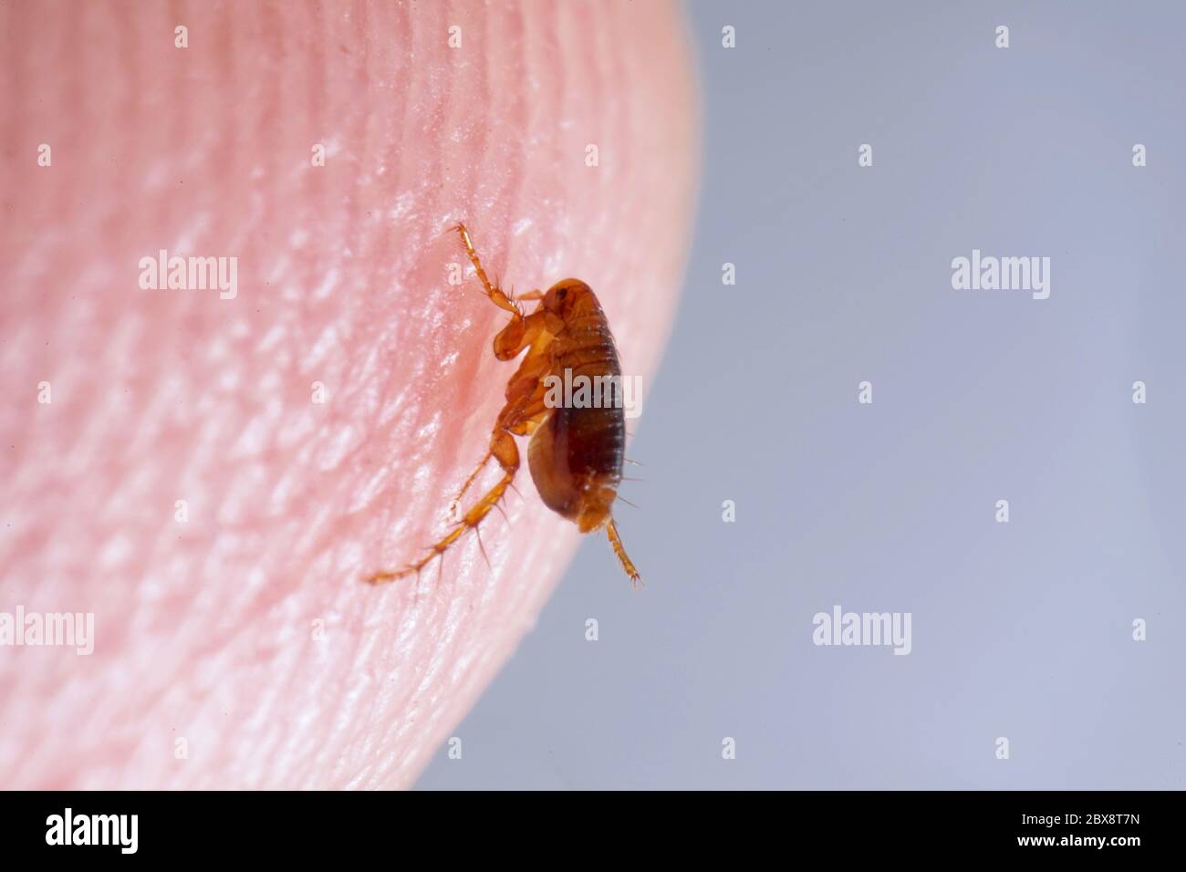 Flöhe springen -Fotos und -Bildmaterial in hoher Auflösung – Alamy
