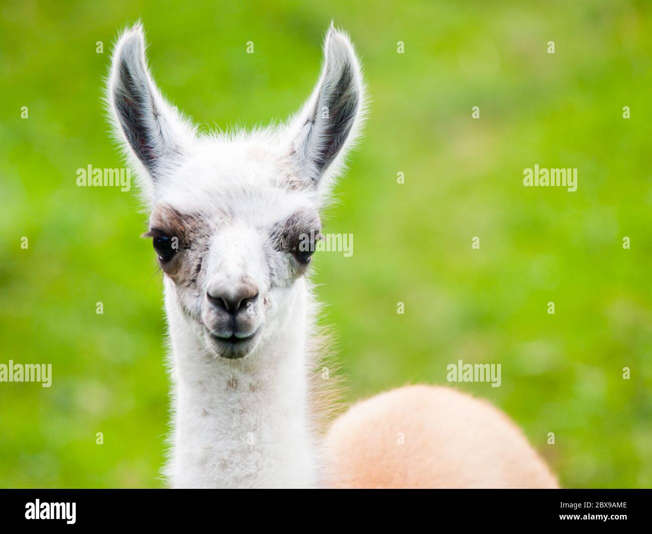 Baby lama -Fotos und -Bildmaterial in hoher Auflösung – Alamy