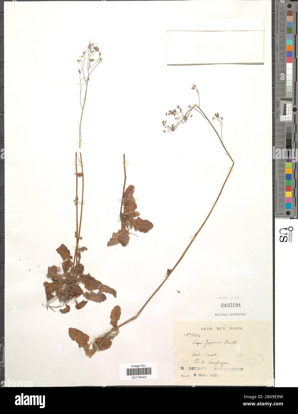 Crepis japonica -Fotos und -Bildmaterial in hoher Auflösung – Alamy