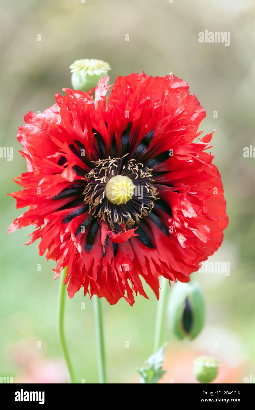 Roter Opium Mohn Papaver somniferum Stockfotografie - Alamy