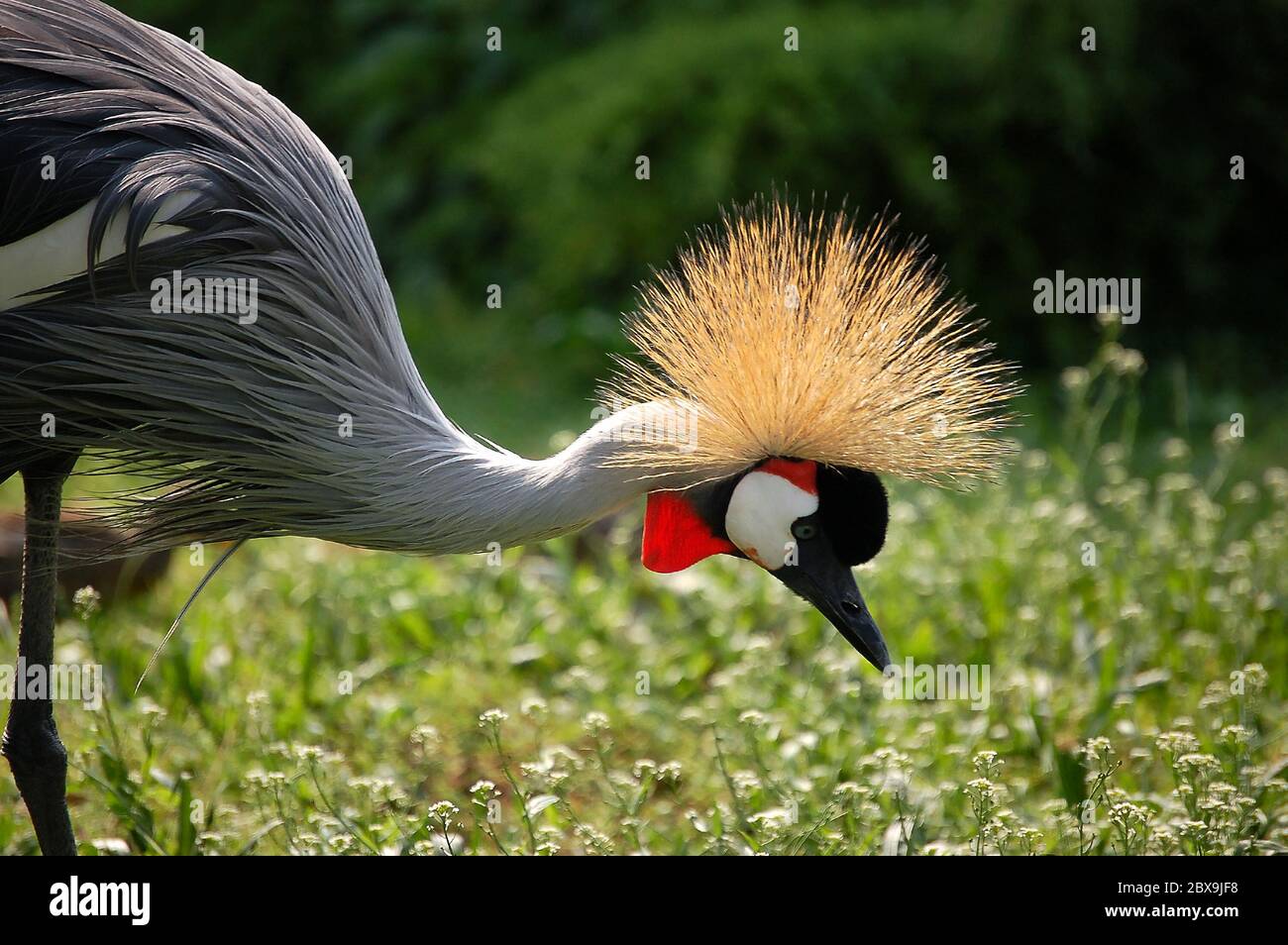 Nahaufnahme eines grauen Kranichs (Balearica regulorum) in einer grünen ...