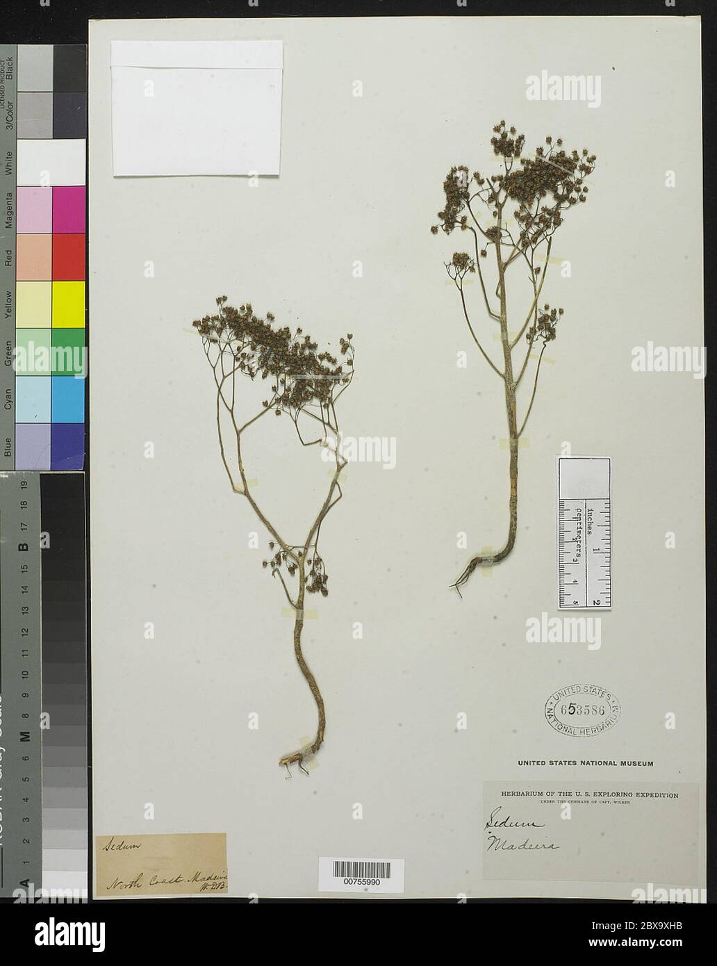 Sedum sp -Fotos und -Bildmaterial in hoher Auflösung – Alamy