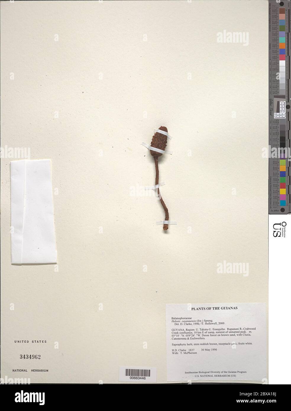 Helosis cayennensis -Fotos und -Bildmaterial in hoher Auflösung – Alamy