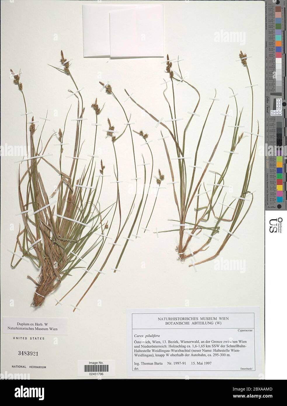 Carex pilulifera -Fotos und -Bildmaterial in hoher Auflösung – Alamy