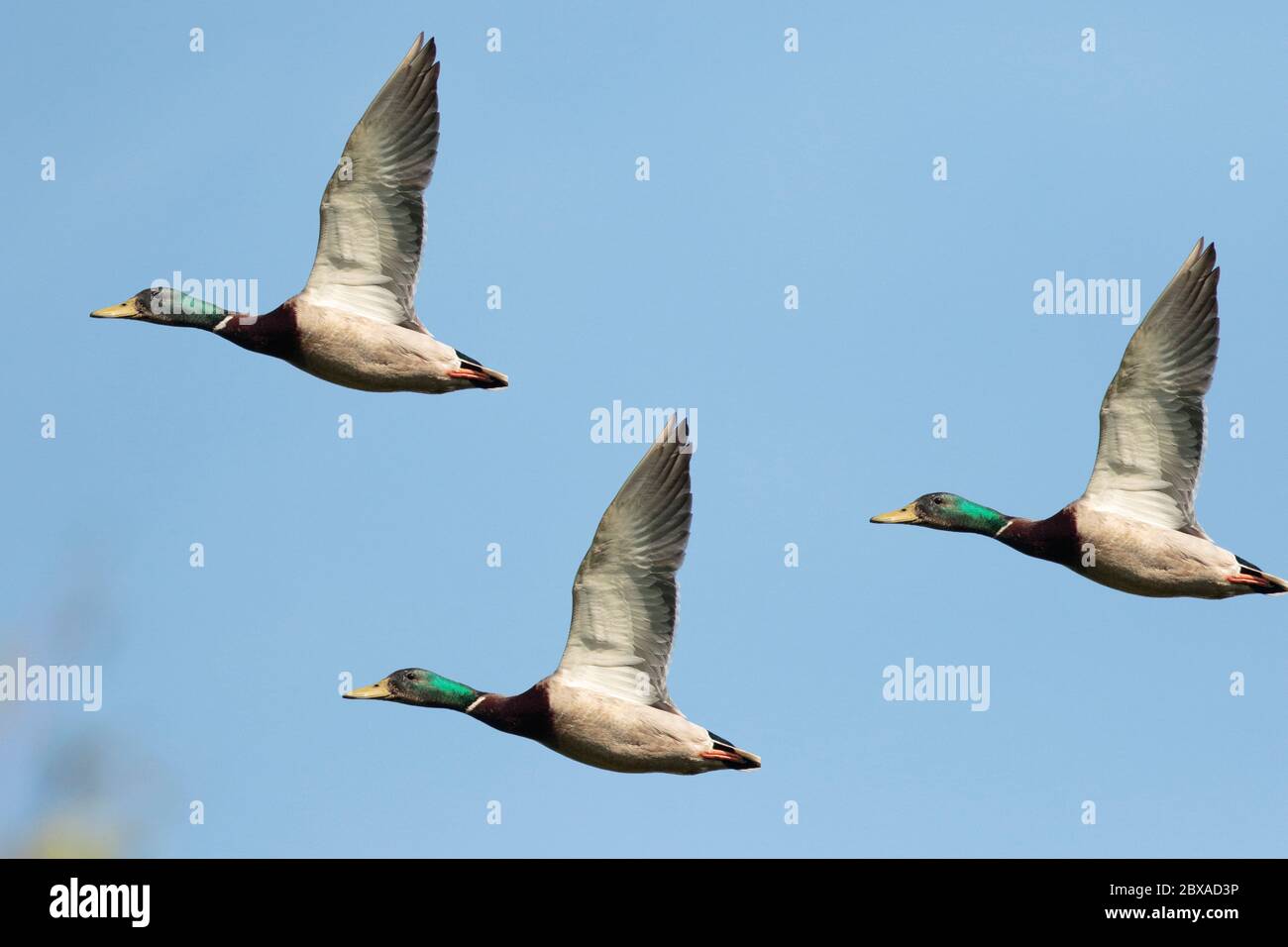 Enten erpel -Fotos und -Bildmaterial in hoher Auflösung – Alamy