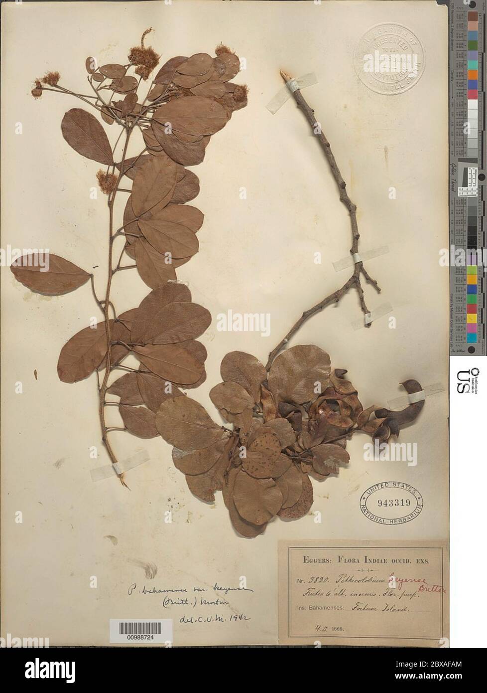 Pithecellobium keyense -Fotos und -Bildmaterial in hoher Auflösung – Alamy