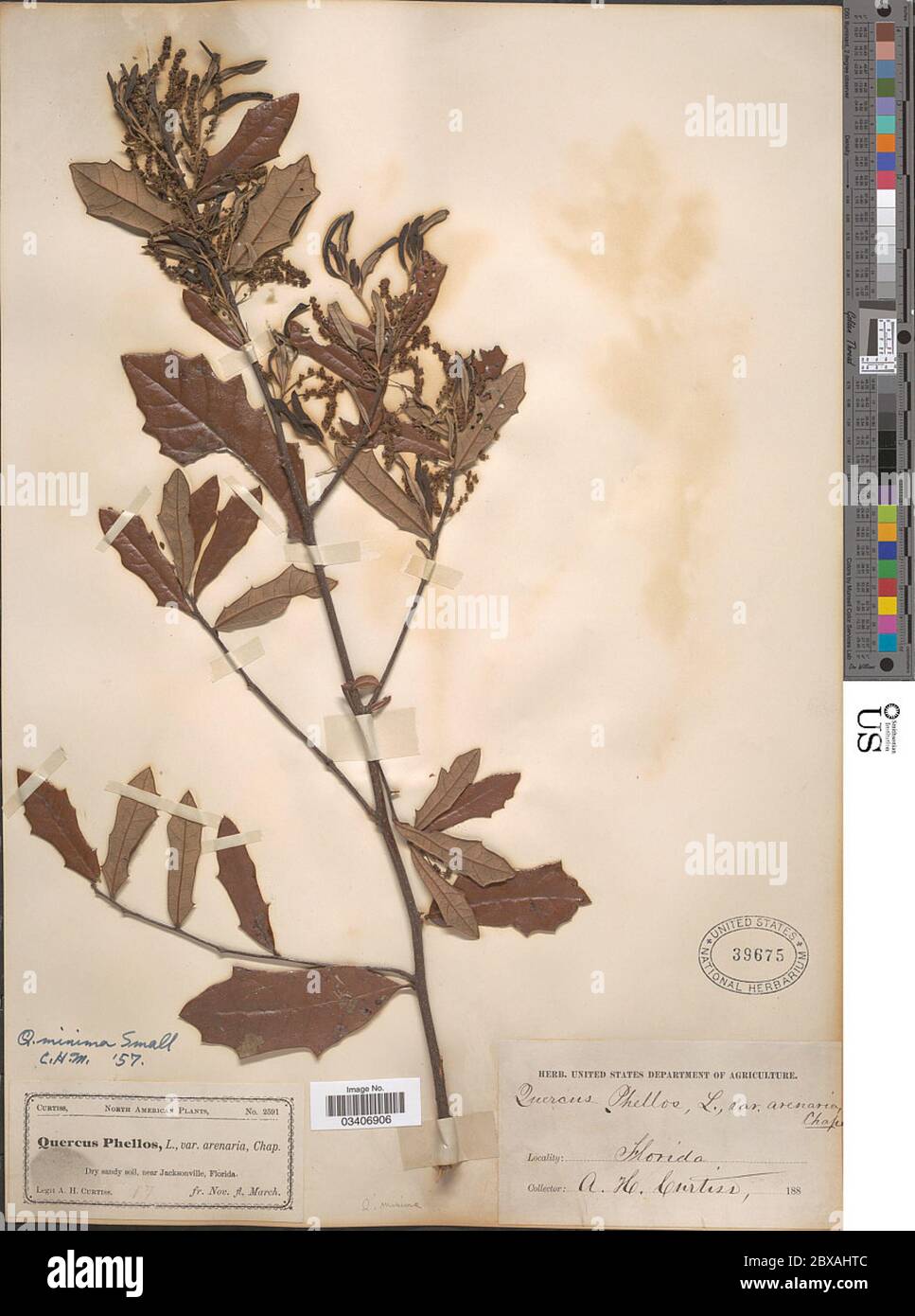 Quercus minima -Fotos und -Bildmaterial in hoher Auflösung – Alamy