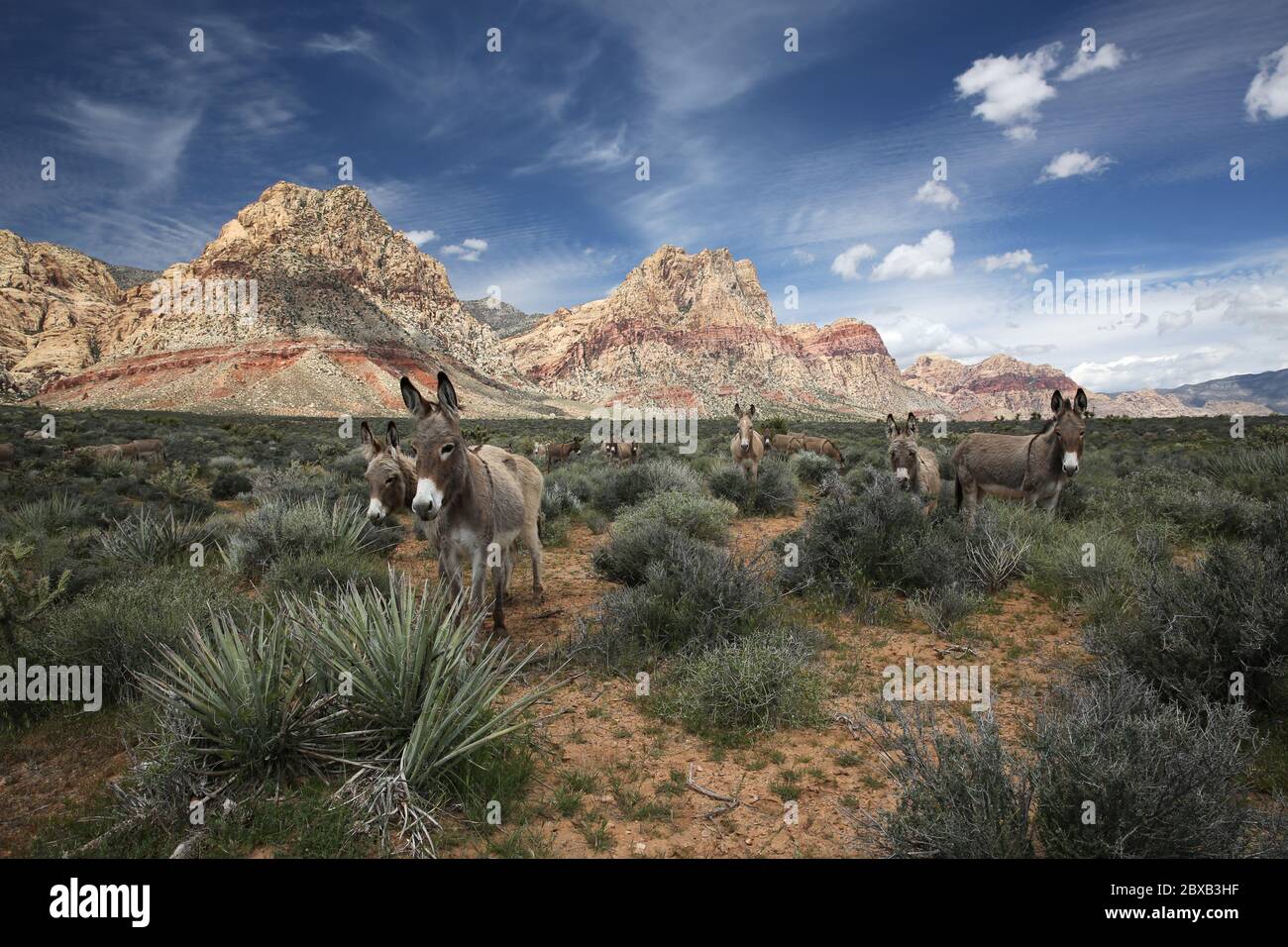 Roter esel -Fotos und -Bildmaterial in hoher Auflösung – Alamy