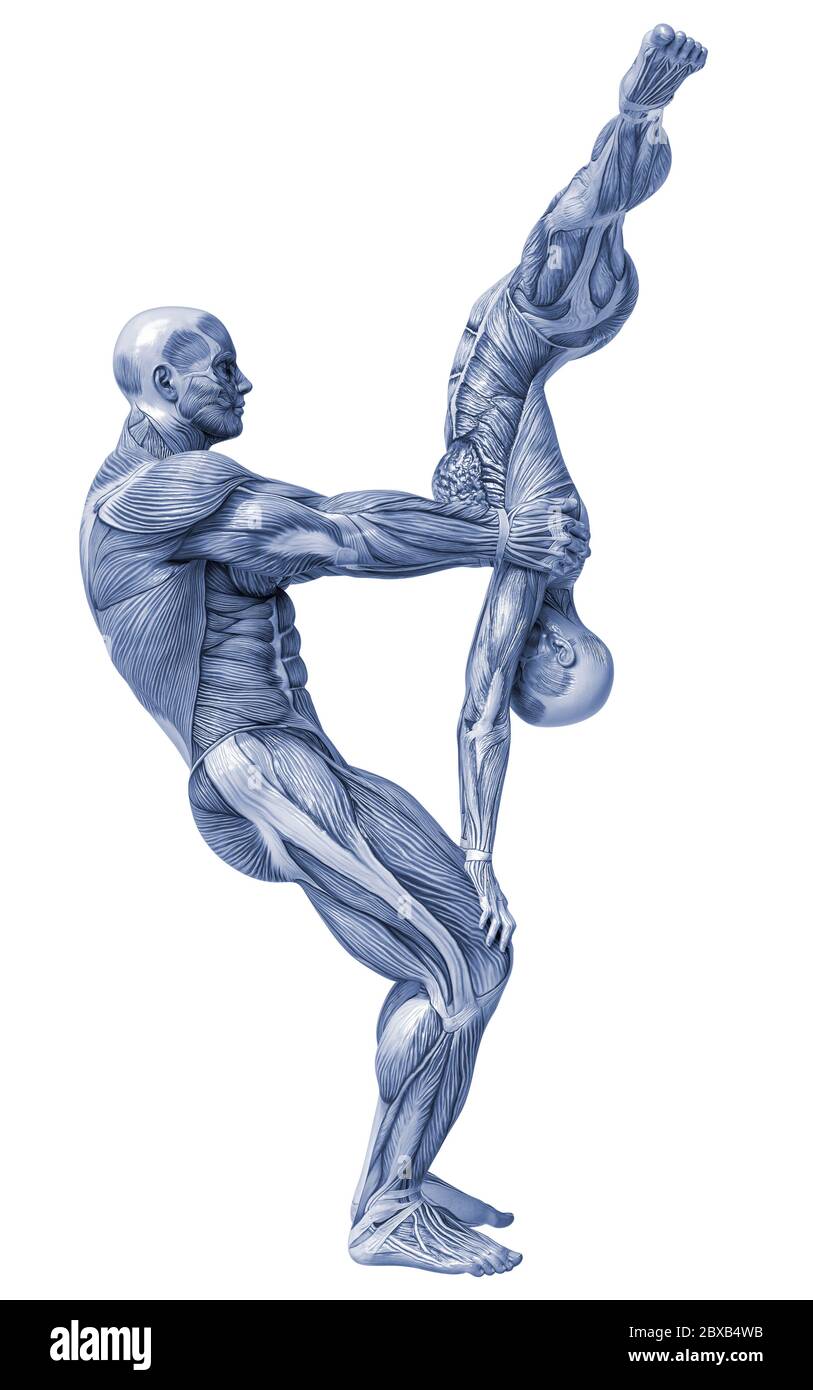 Muskel Paar Mann und Frau yoga Anatomie in einem weißen Hintergrund ...