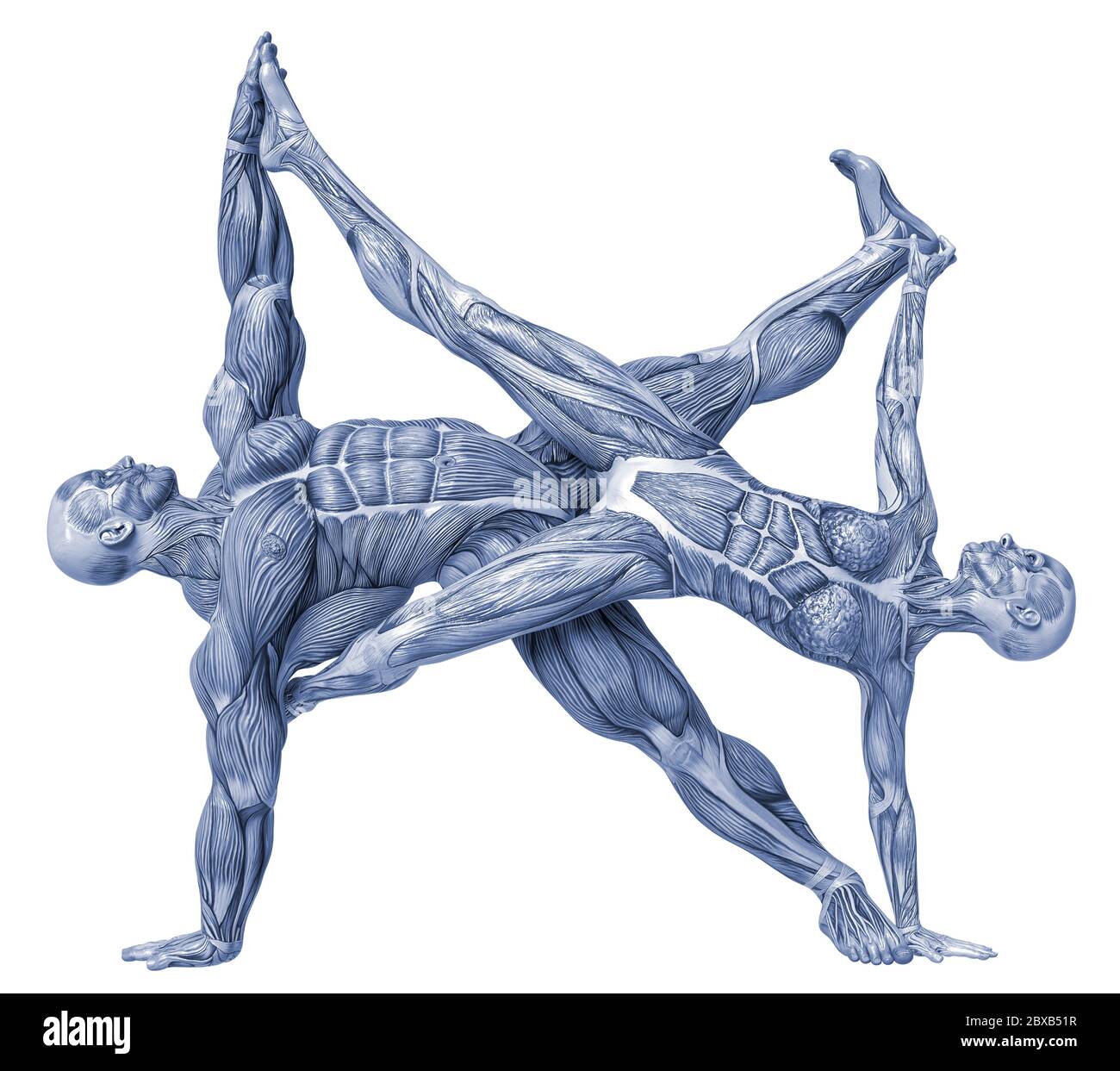Muskel Paar Mann und Frau yoga Anatomie in einem weißen Hintergrund ...