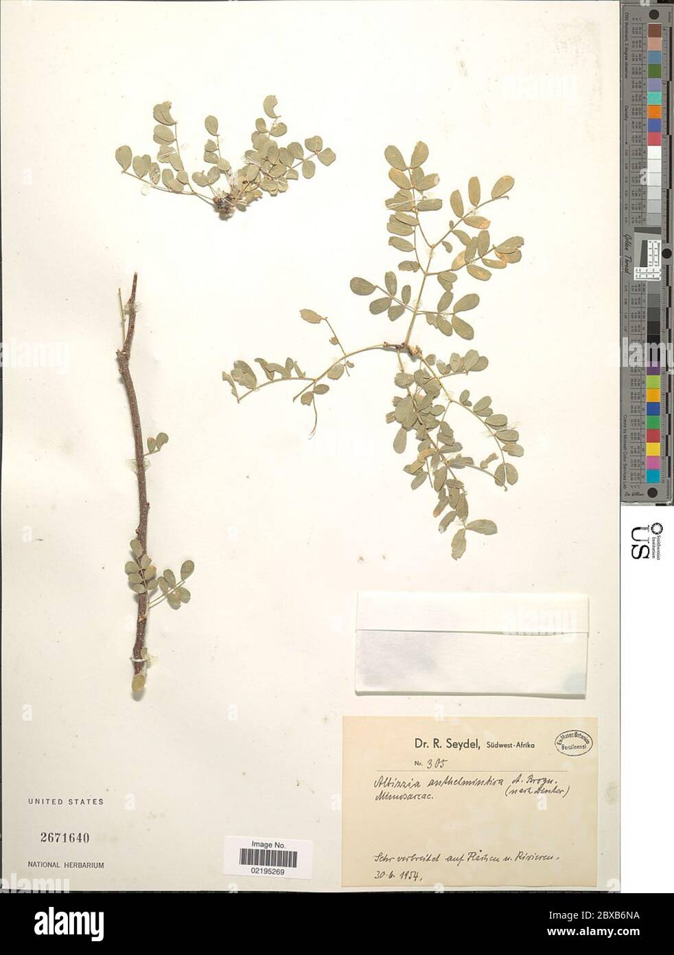 Anthelmintica -Fotos und -Bildmaterial in hoher Auflösung – Alamy