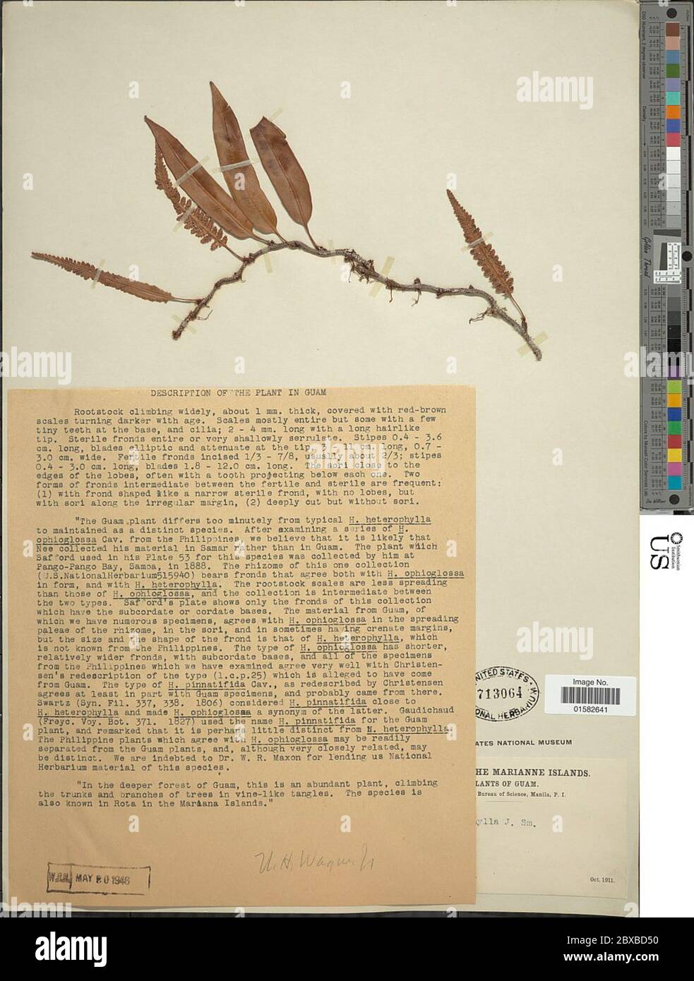 Humata heterophylla -Fotos und -Bildmaterial in hoher Auflösung – Alamy