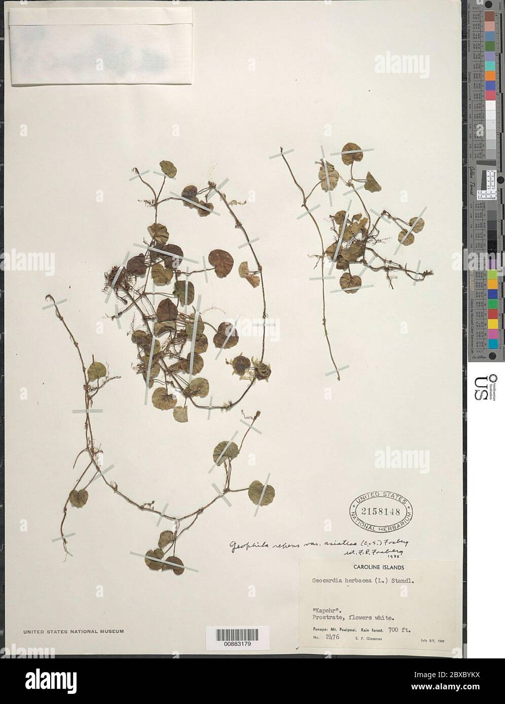 Geophila repens var asiatica Cham Schltdl Fosberg Geophila repens var ...
