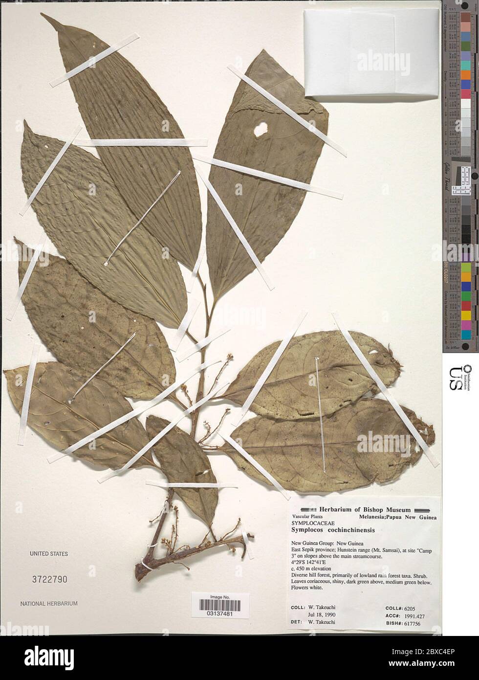 Symplocos cochinchinensis -Fotos und -Bildmaterial in hoher Auflösung – Alamy