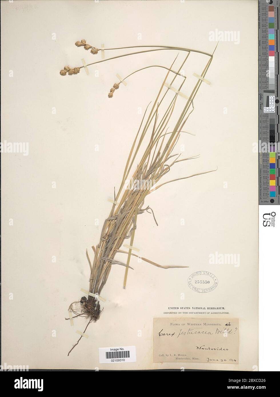 Carex festucacea -Fotos und -Bildmaterial in hoher Auflösung – Alamy