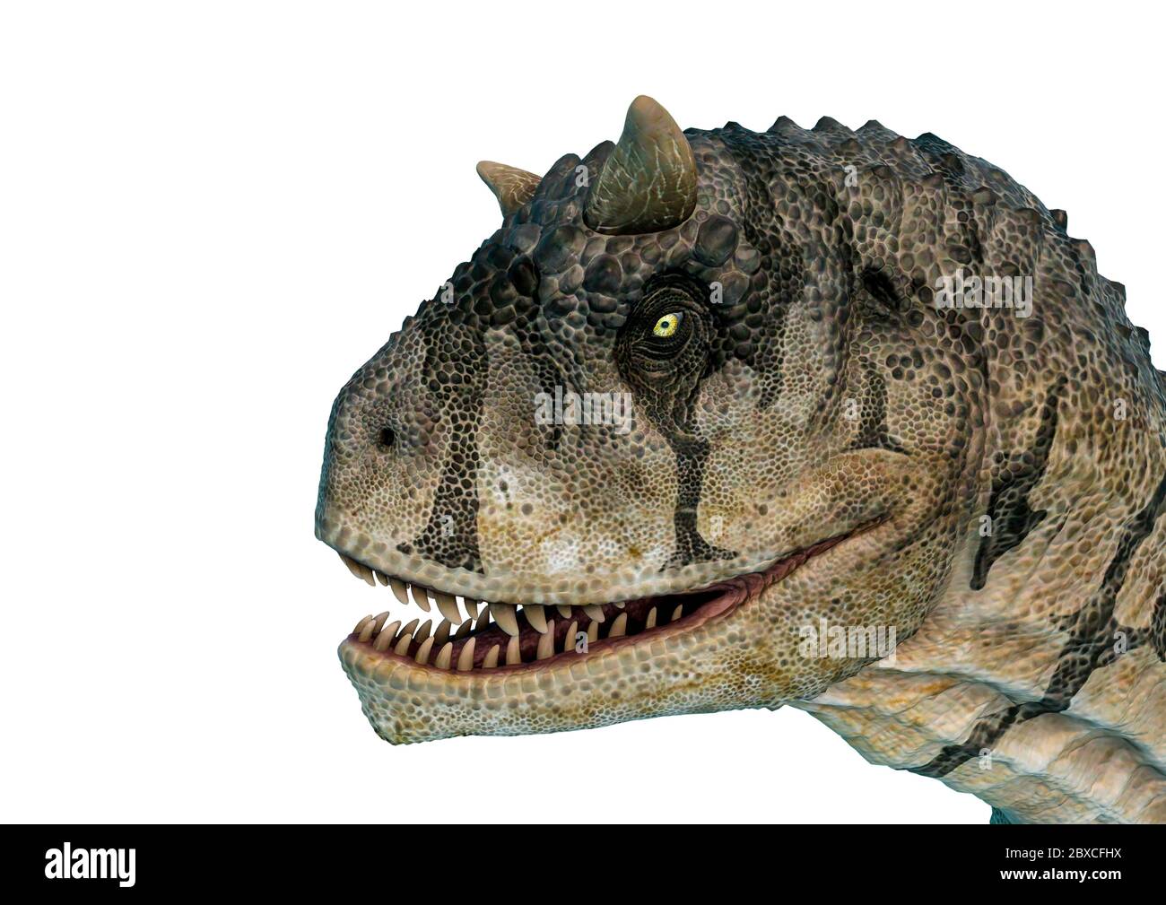 Carnotaurus Sastrei Auf Weißem Hintergrund Dieser Carnotaurus Sastrei