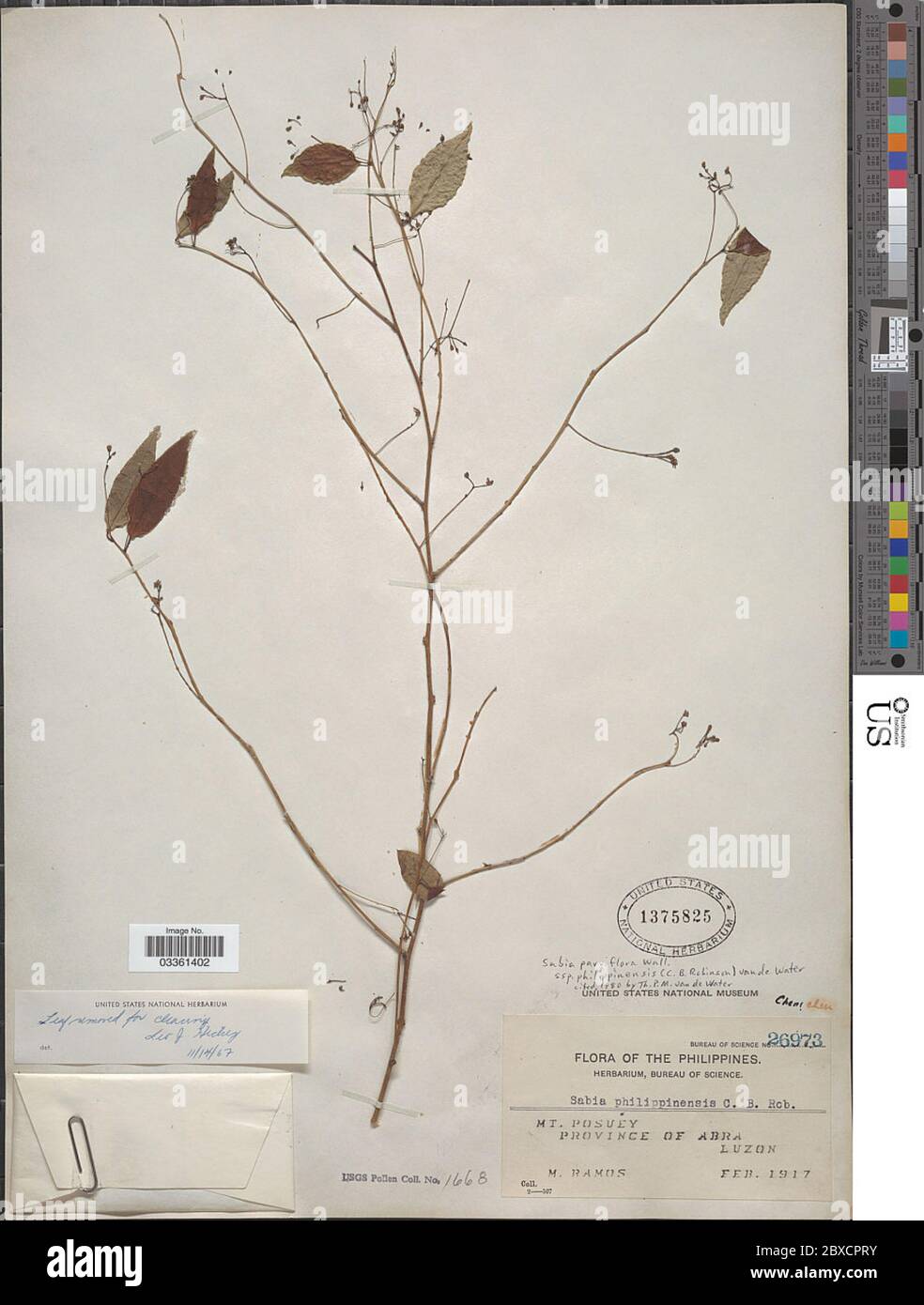 Sabia parviflora subsp philippinensis Sabia parviflora subsp ...