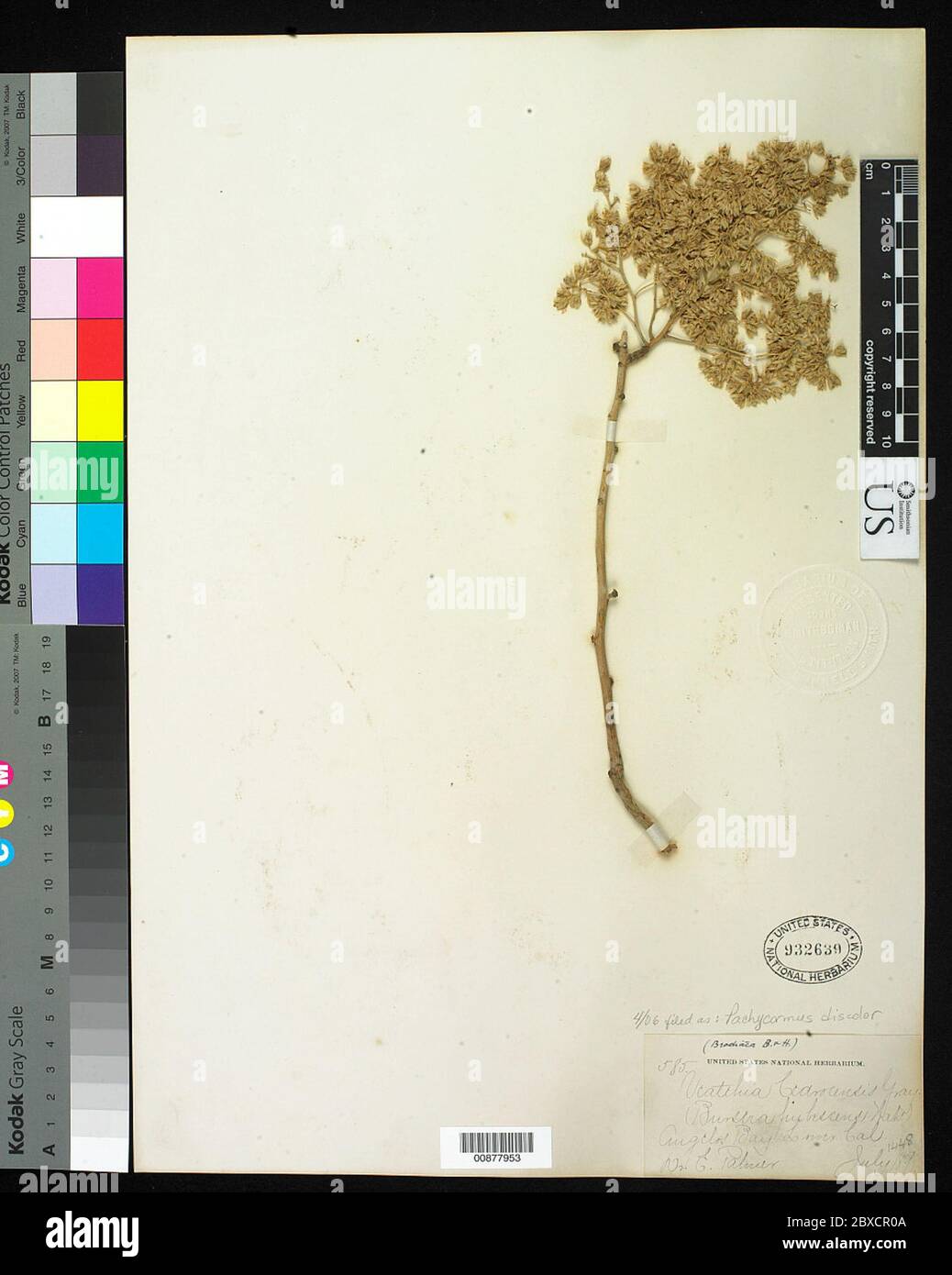 Pachycormus discolor -Fotos und -Bildmaterial in hoher Auflösung – Alamy