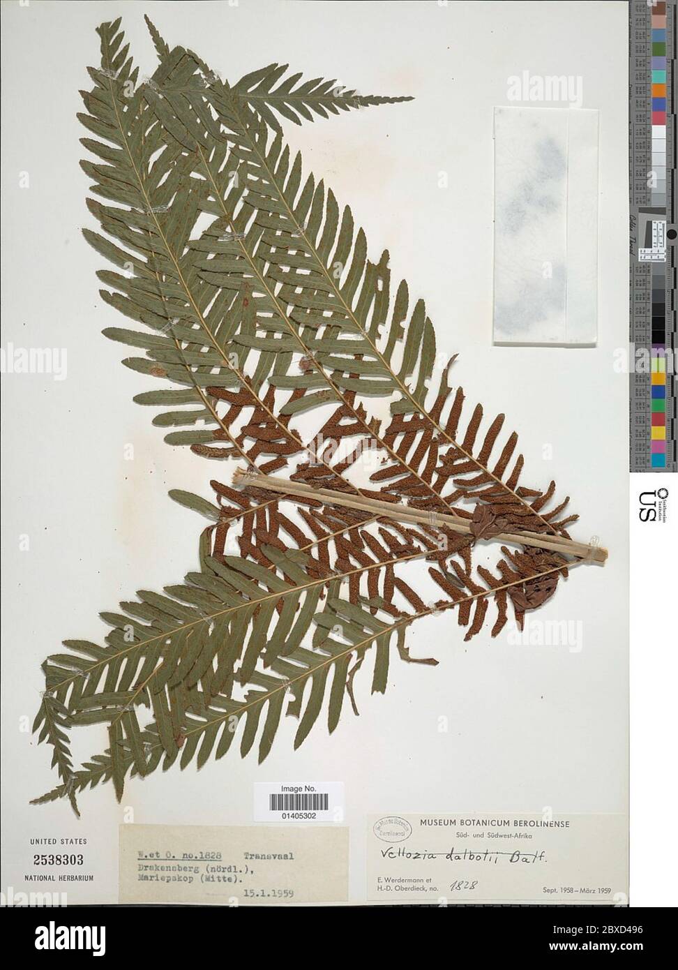 Todea barbara -Fotos und -Bildmaterial in hoher Auflösung – Alamy