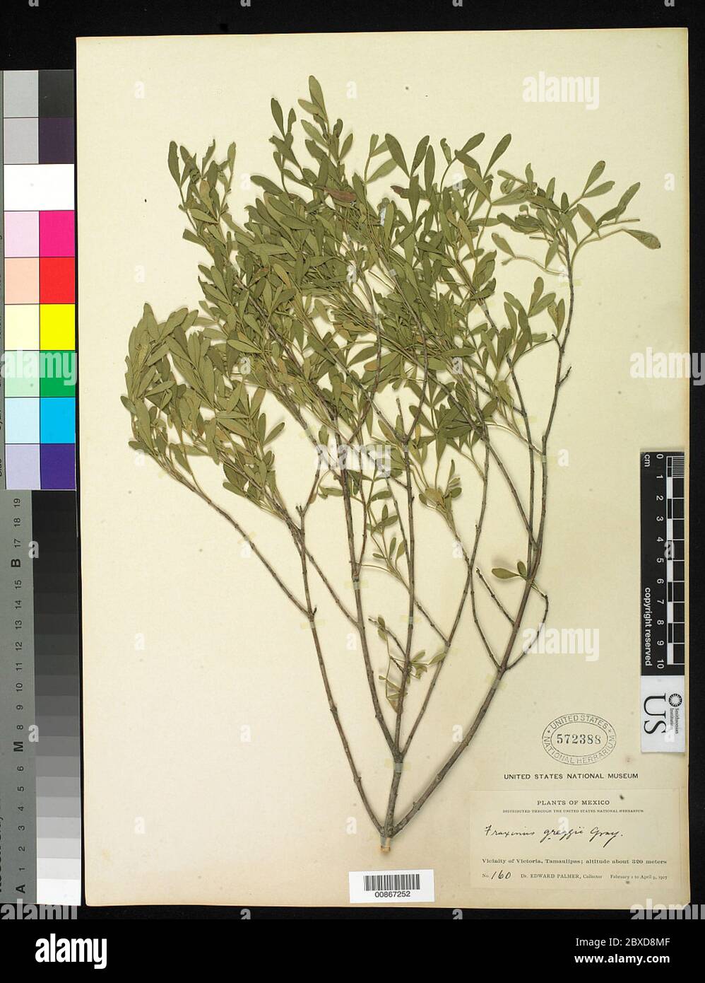 Fraxinus greggii A Grey Fraxinus greggii A Grey Stockfotografie - Alamy