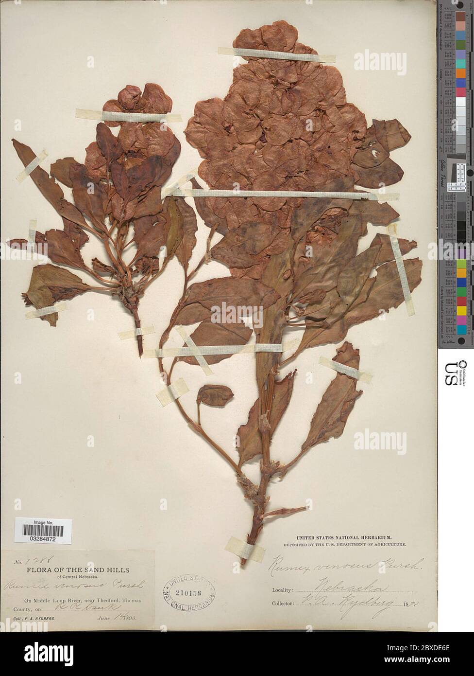 Rumex venosus Pursh Rumex venosus Pursh Stockfotografie - Alamy