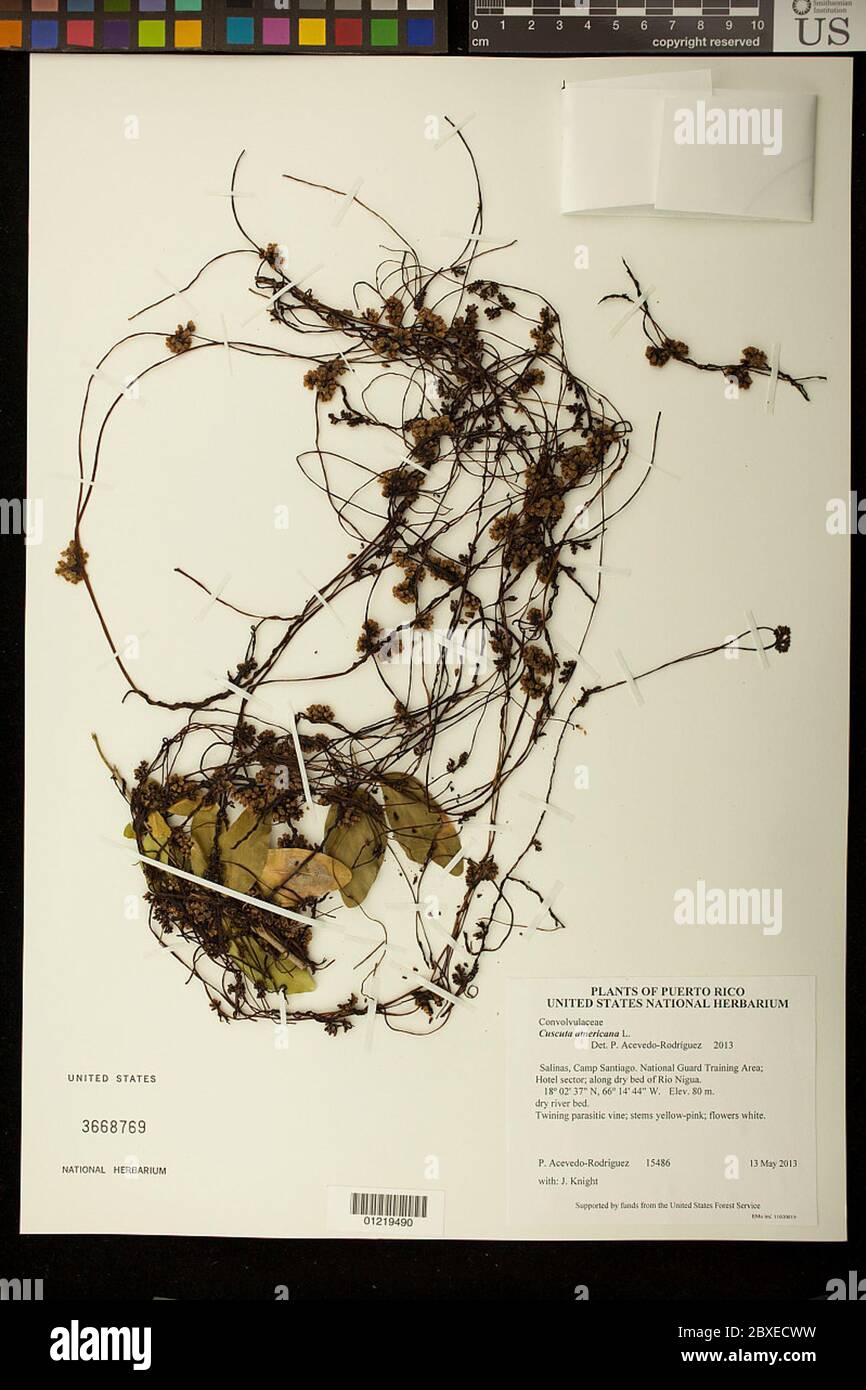 Cuscuta americana -Fotos und -Bildmaterial in hoher Auflösung – Alamy