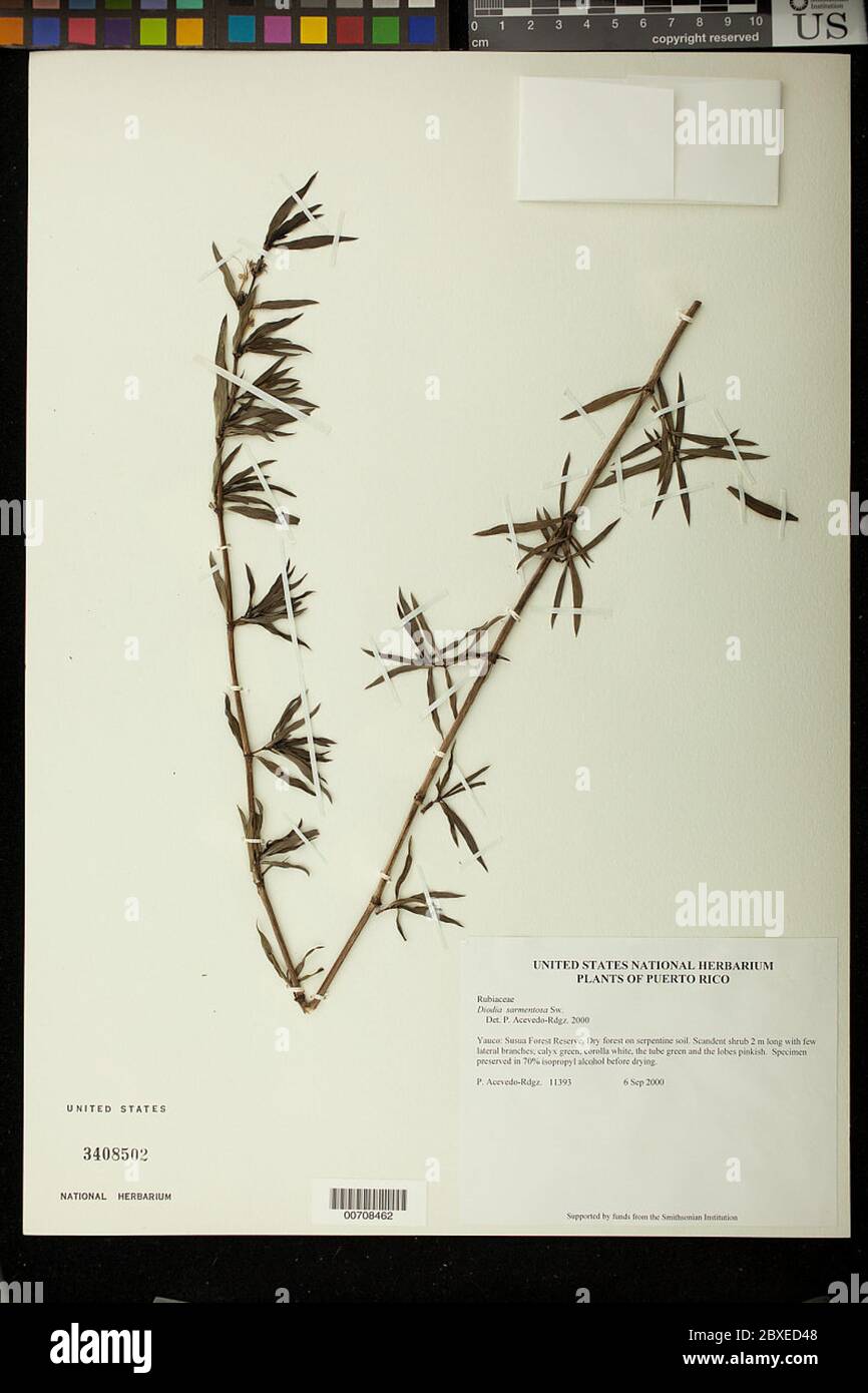 Diodia sarmentosa SW Diodia sarmentosa SW Stockfotografie - Alamy