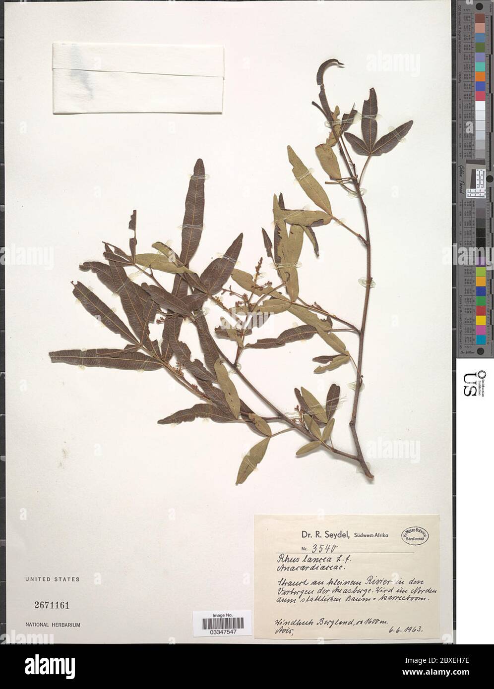 Rhus Lancea Stockfotos und -bilder Kaufen - Alamy