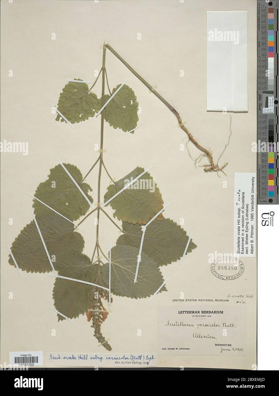 Scutellaria ovata subsp versicolor Nutt Epling Scutellaria ovata subsp ...