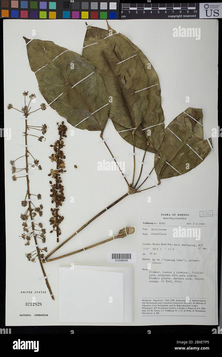 Schefflera sp -Fotos und -Bildmaterial in hoher Auflösung – Alamy