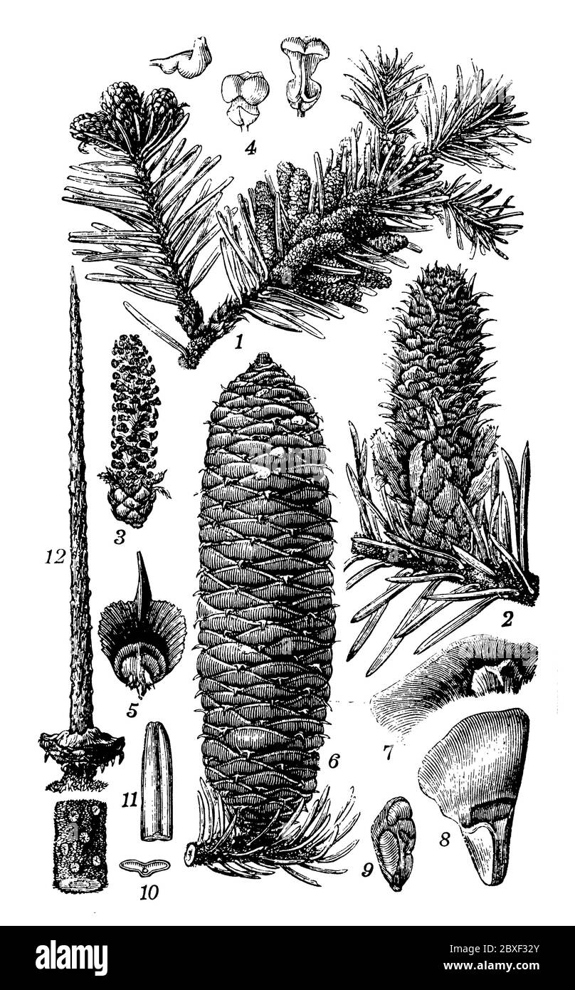 Europäische Weißtanne oder Weißtanne / Abies alba SYN. Picea alba ...