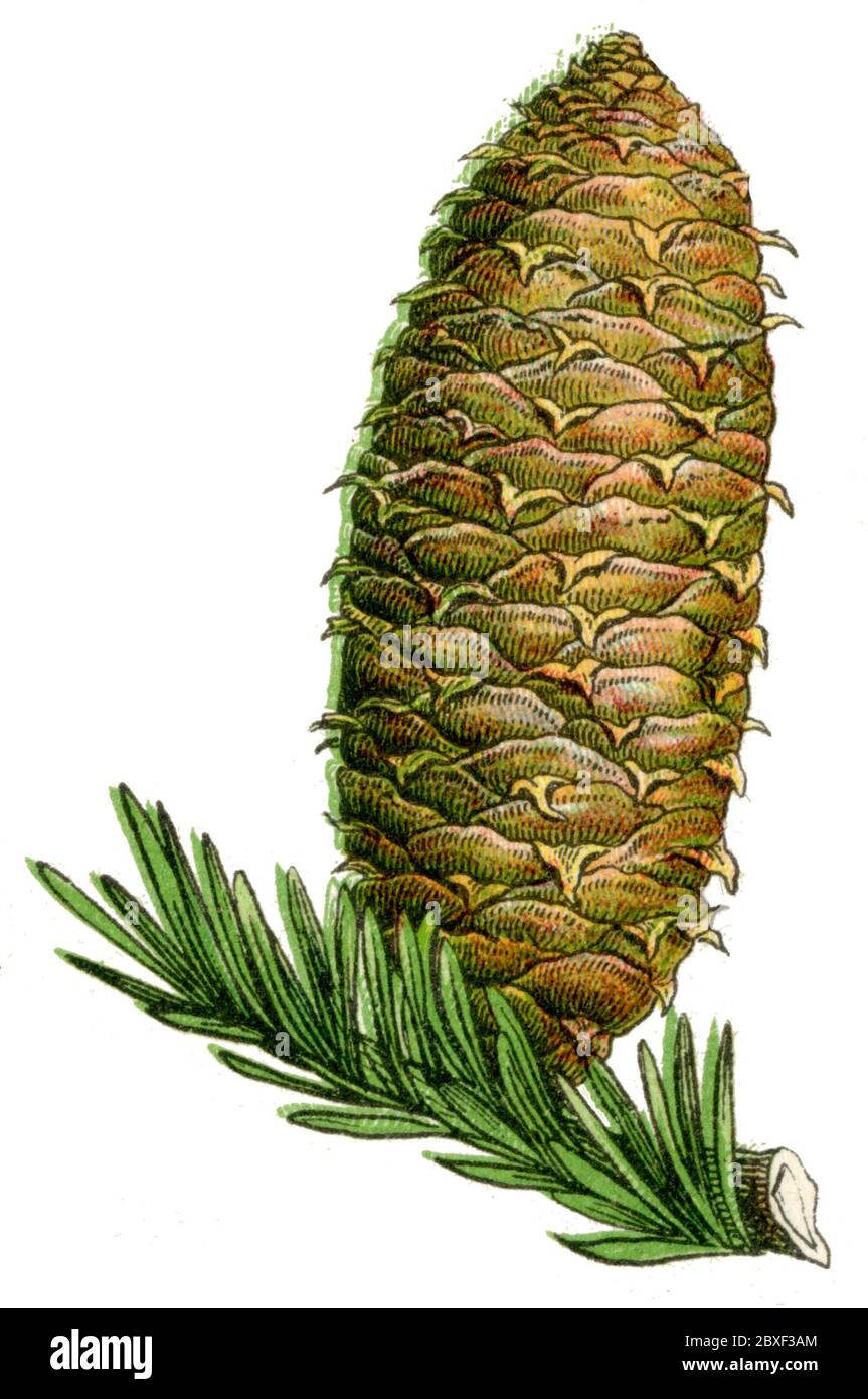 Europäische Weißtanne oder Weißtanne / Abies alba SYN. Picea alba ...