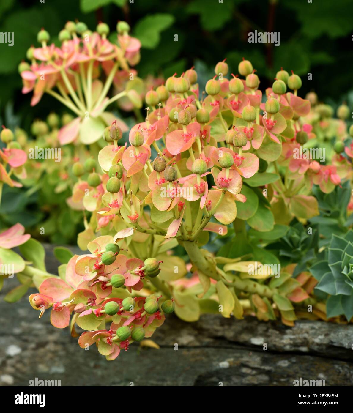 Luxus Euphorbia Arten Bestimmen Fotos