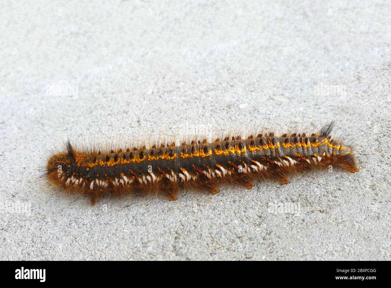 Haarige schwarze raupe -Fotos und -Bildmaterial in hoher Auflösung – Alamy