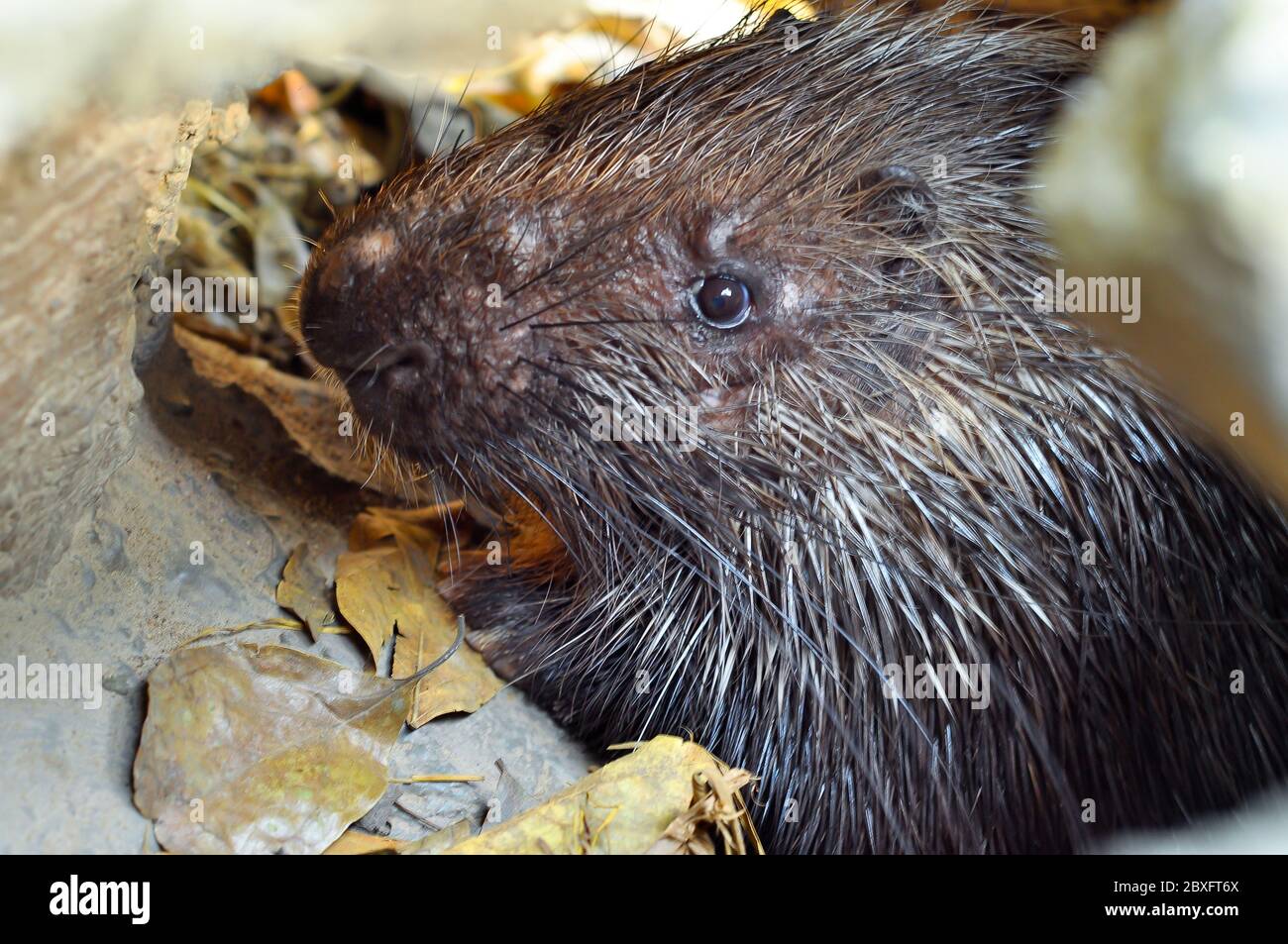 Stachelschwein im wald -Fotos und -Bildmaterial in hoher Auflösung ...