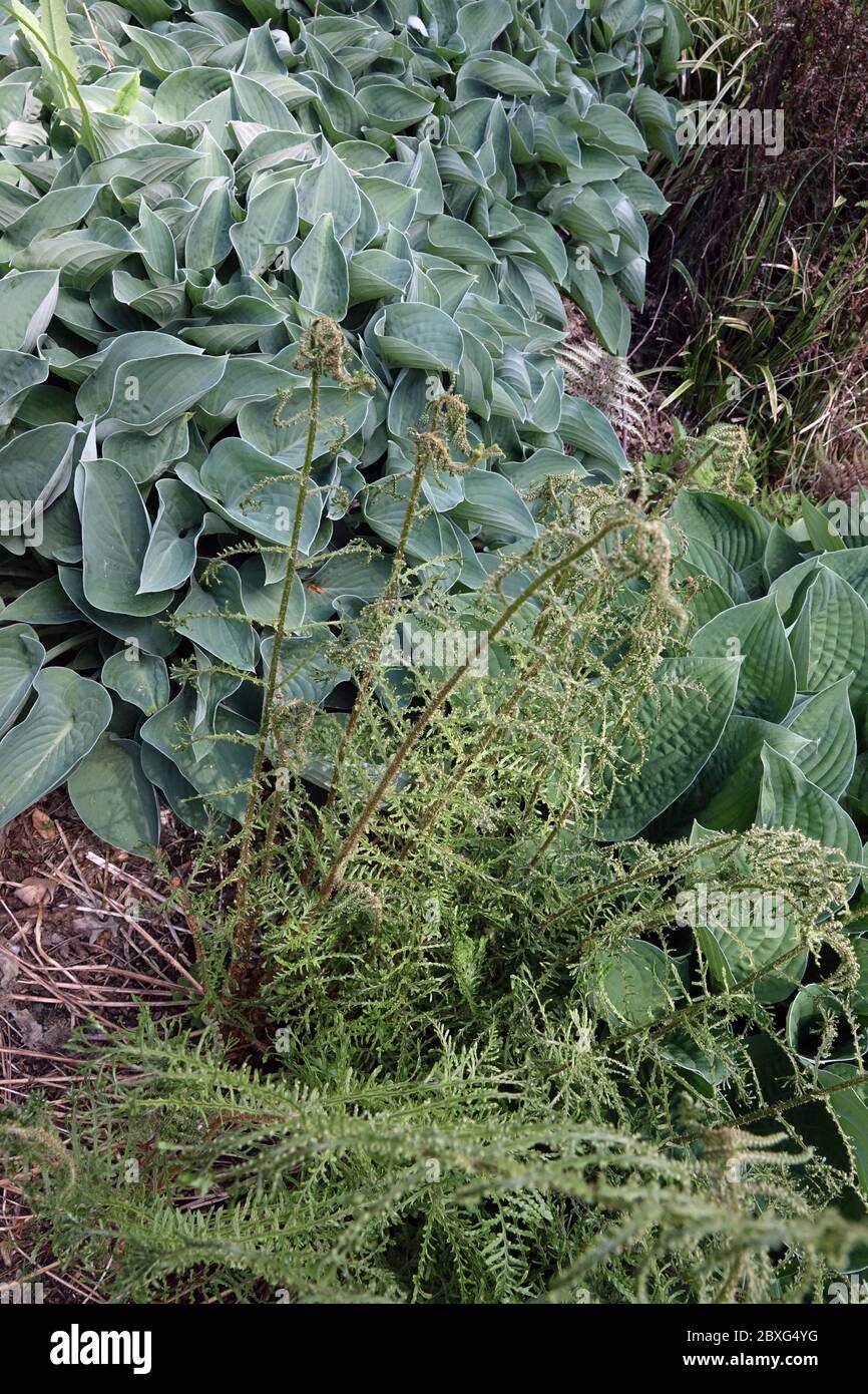 Bodendecker farn Stockfotos und -bilder Kaufen - Alamy