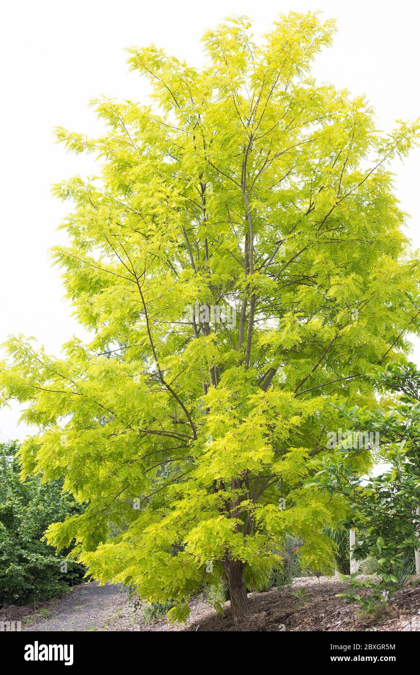 Robinia pseudoacacia tree -Fotos und -Bildmaterial in hoher Auflösung ...