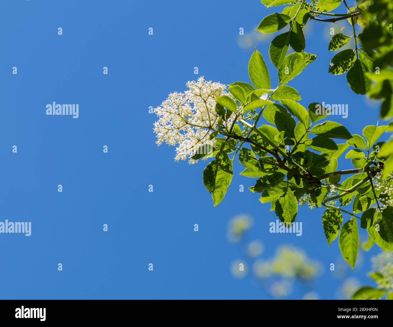 Holunder baum -Fotos und -Bildmaterial in hoher Auflösung – Alamy