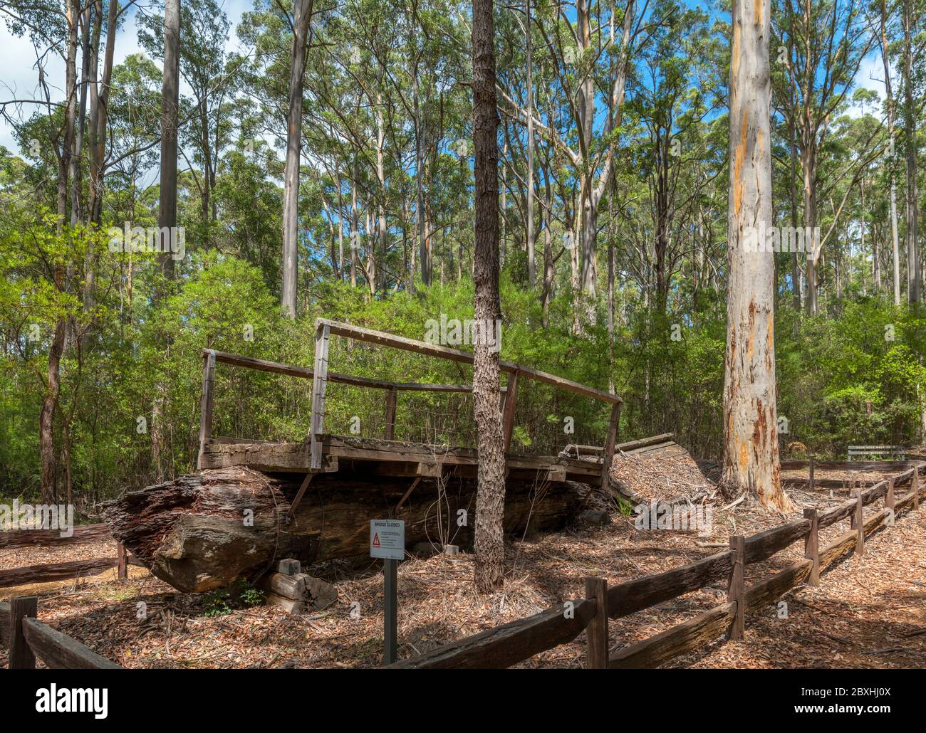 One Tree Bridge, eine alte Brücke, die aus einem riesigen Karri Tree ...