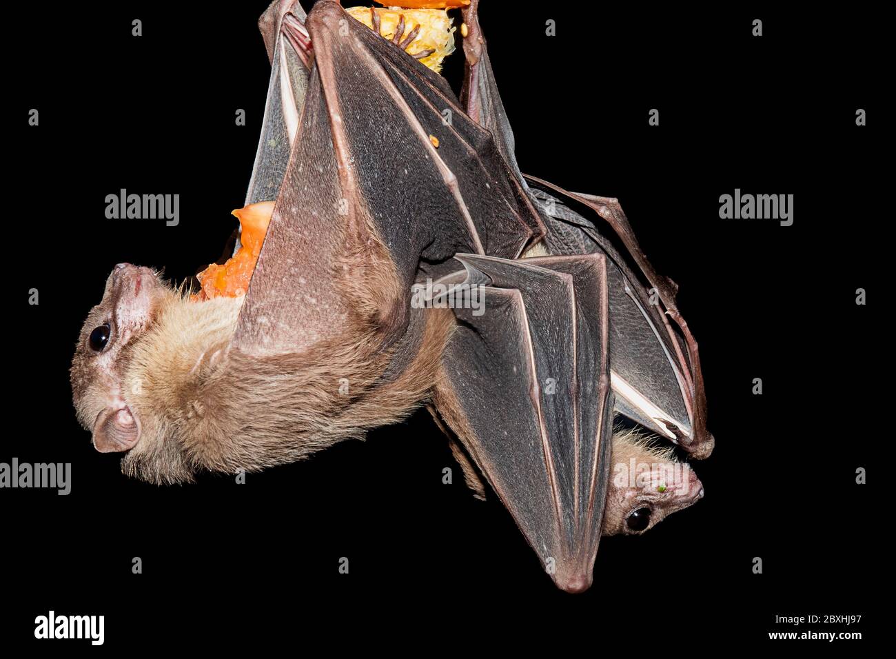 Frucht fledermaus -Fotos und -Bildmaterial in hoher Auflösung – Alamy
