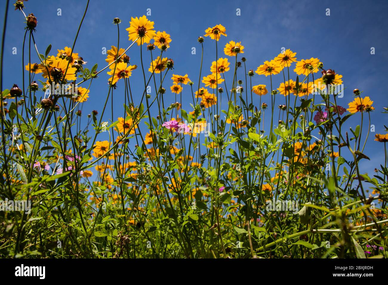 Tageslicht der gelben wildblumen -Fotos und -Bildmaterial in hoher ...
