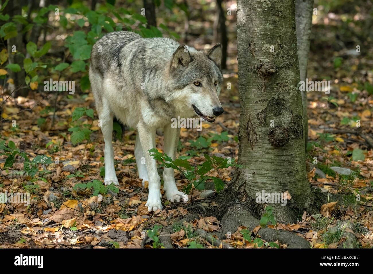 Wild timber wolf standing in -Fotos und -Bildmaterial in hoher ...