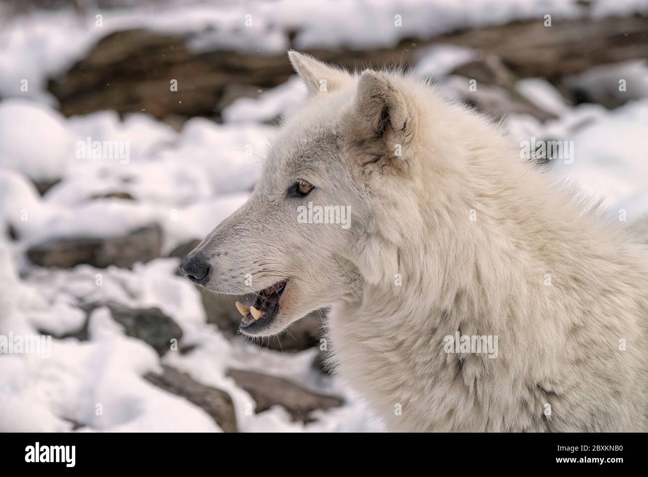 Alpha Male Timber Wolf In Stockfotos und -bilder Kaufen - Alamy