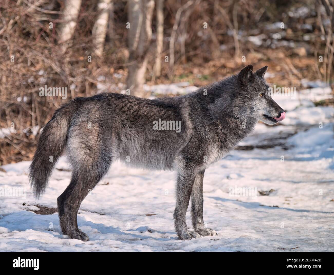 Schwarzer Holzwolf (auch als Grauer oder Grauer Wolf bekannt), der im ...