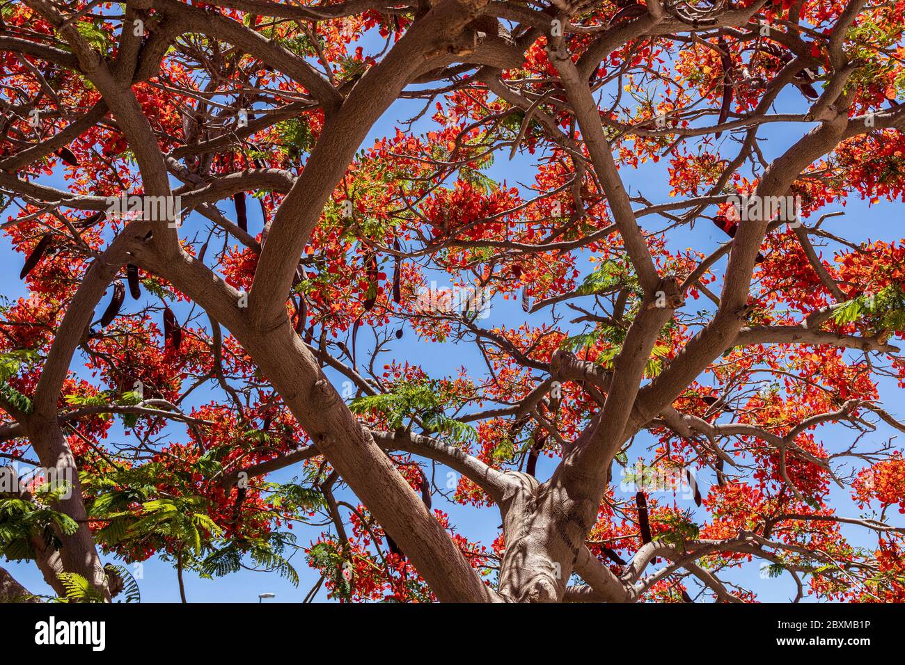 Baum Mit Roten Blten
