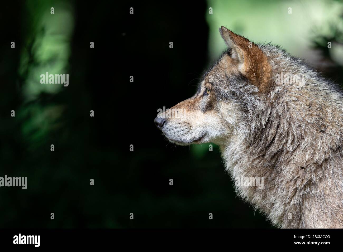 Wolf Howling In Forest At Winter Stockfotos und -bilder Kaufen - Alamy