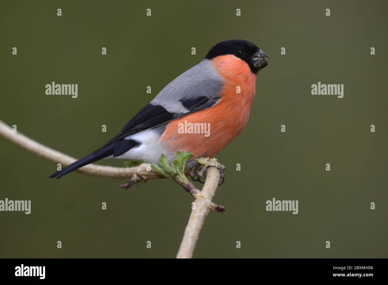 Eurasische gimpel -Fotos und -Bildmaterial in hoher Auflösung – Alamy