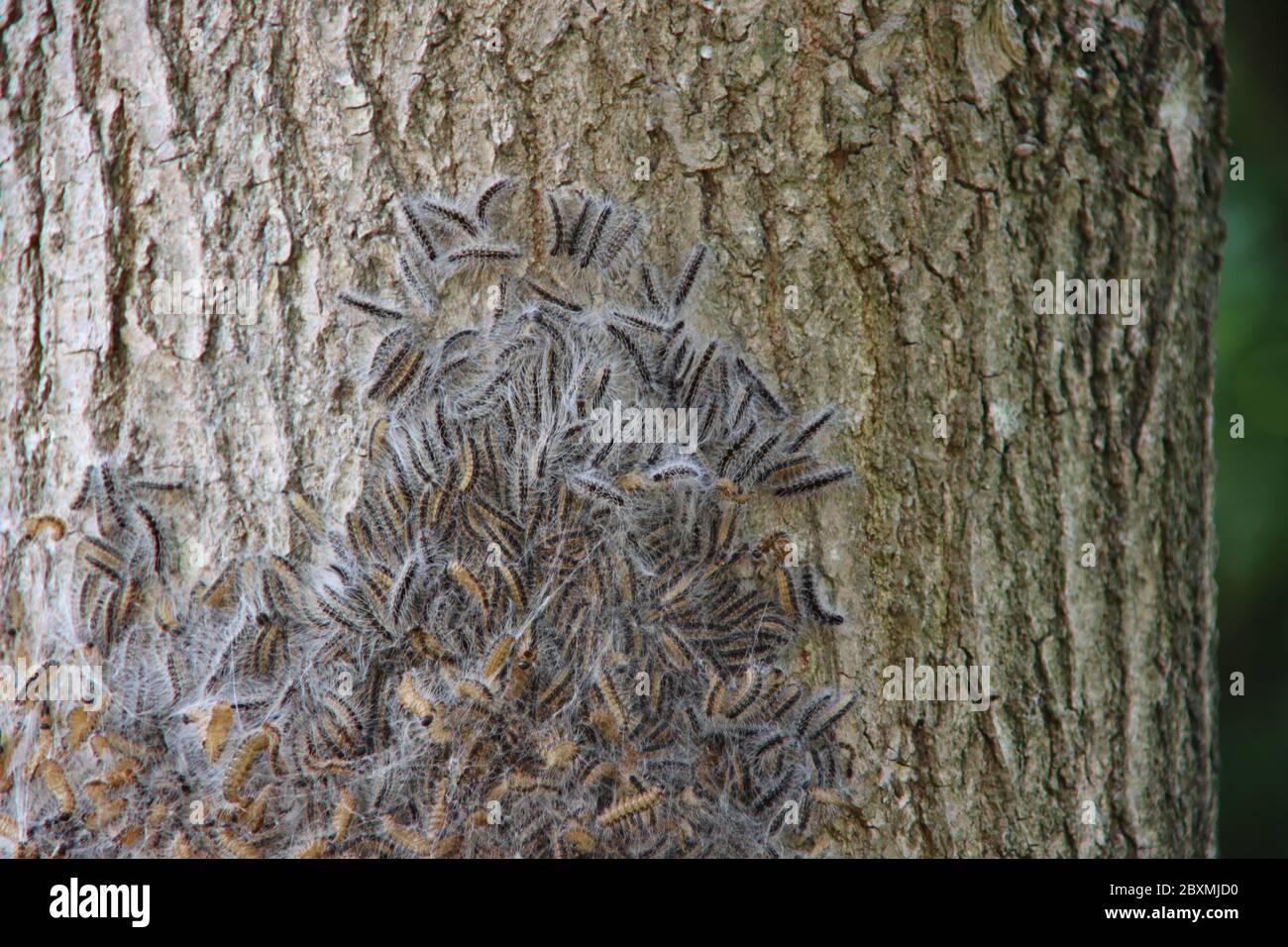 Eichen Prozessionäre Raupen in einem Baum, wo sie ein Nest in ...